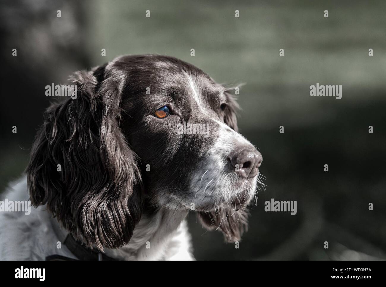 English springer spaniel close up hi-res stock photography and images ...
