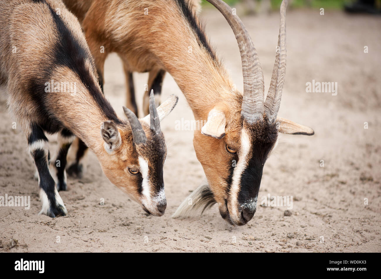 Two wild animals hi-res stock photography and images - Alamy