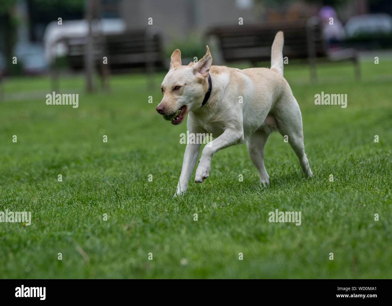 Labrador Running On Grass High Resolution Stock Photography and Images ...