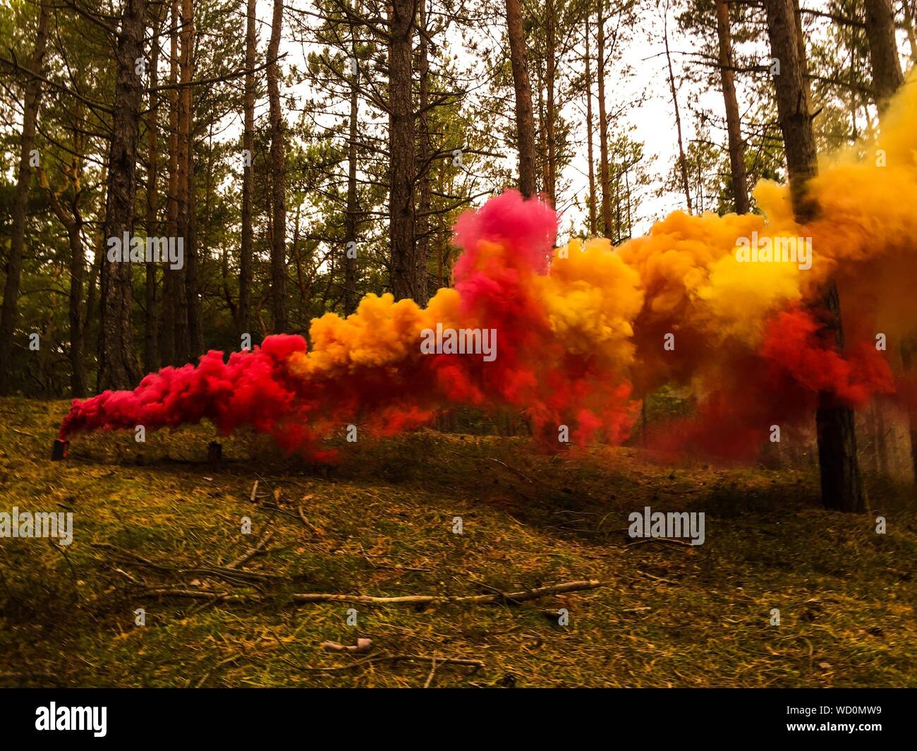 Smoke bomb forest High Resolution Stock Photography and Images - Alamy