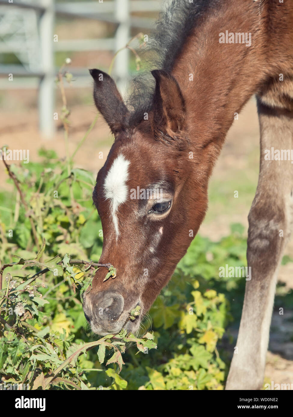 Plants grazing hi-res stock photography and images - Alamy