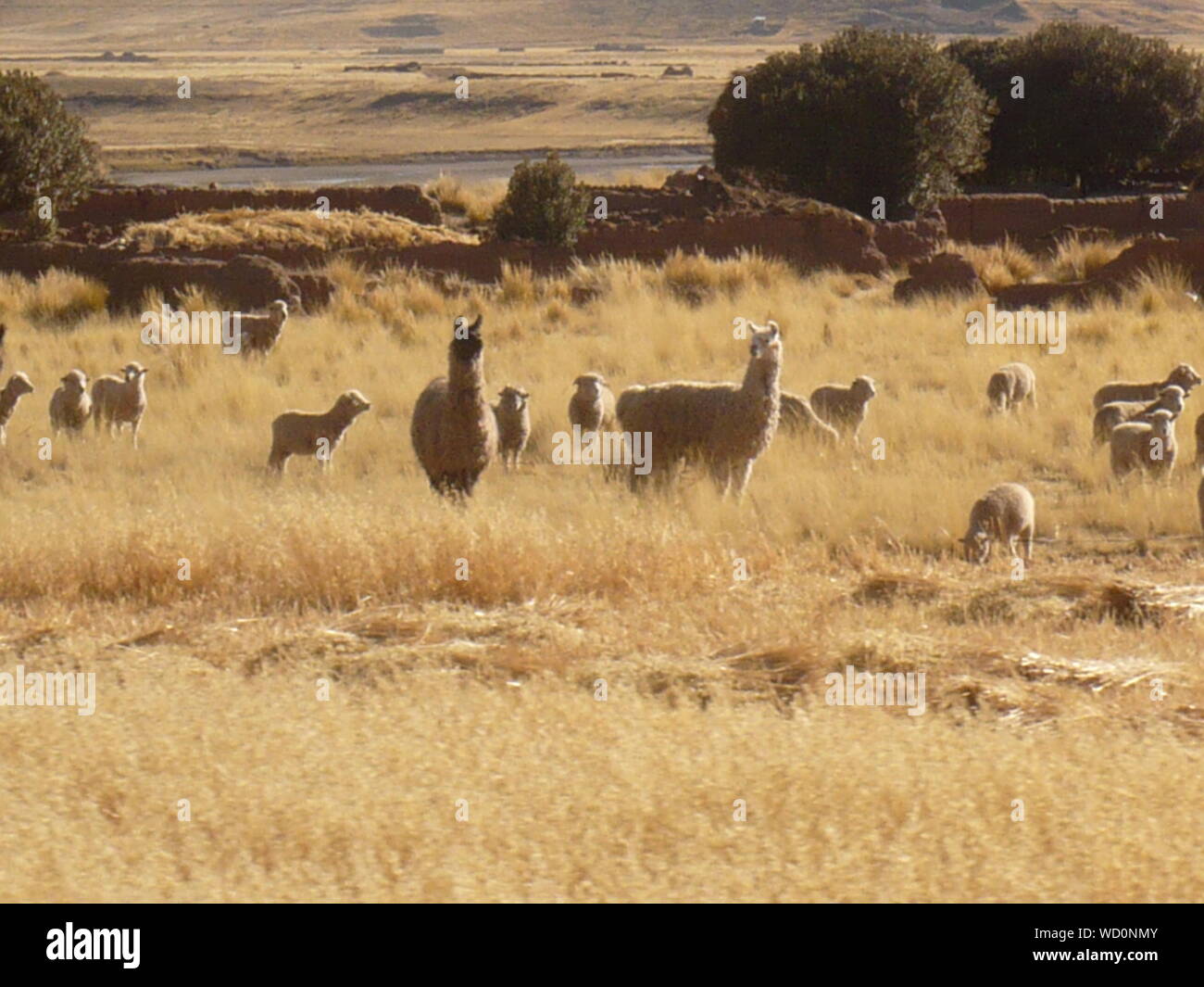 Group of lamas hi-res stock photography and images - Alamy