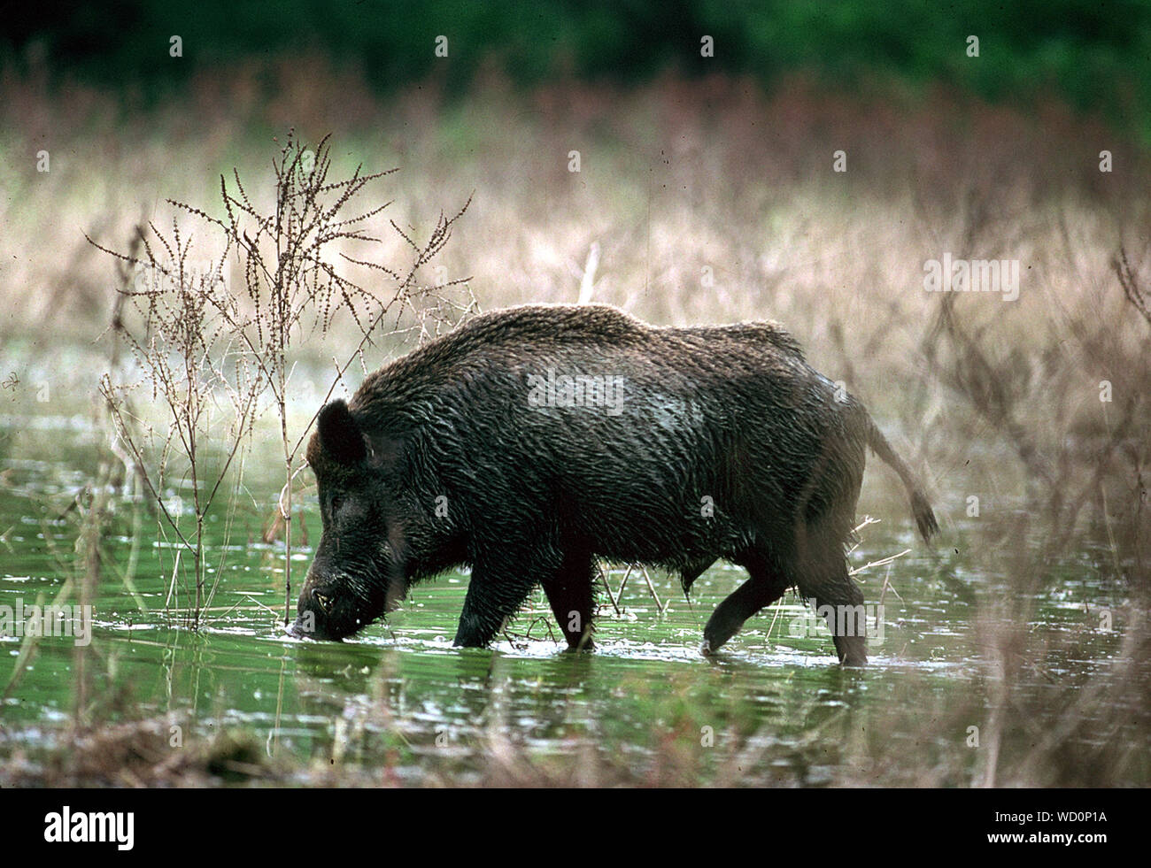 Dirty wild boar hi-res stock photography and images - Alamy