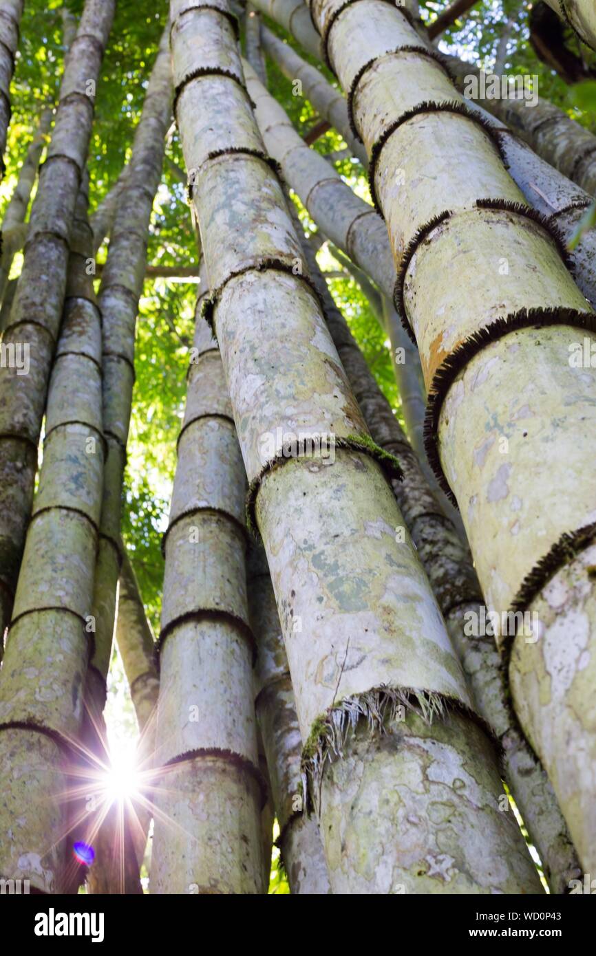 Bamboo tree close up hi-res stock photography and images - Alamy