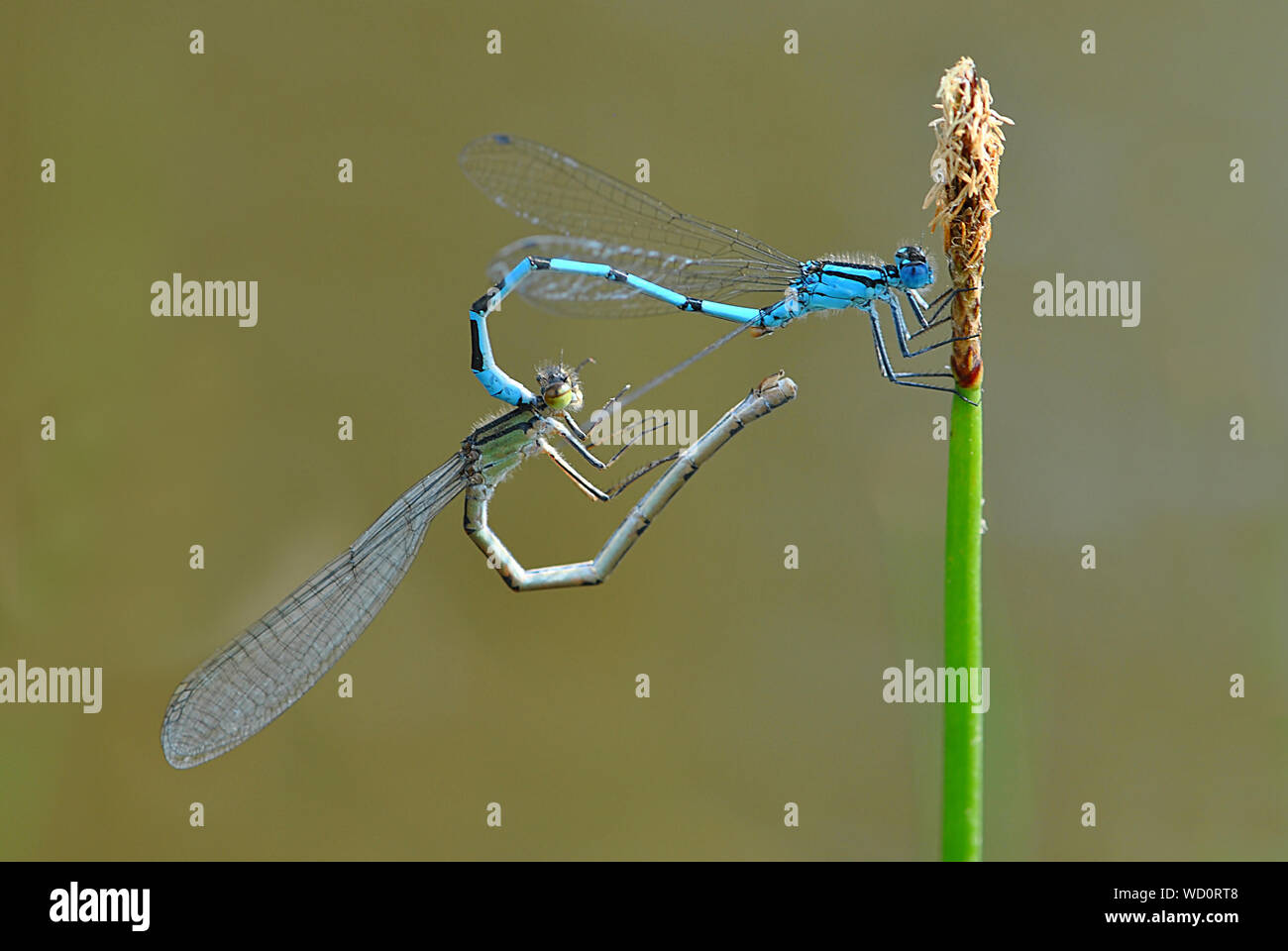 Two dragonflies mating hi-res stock photography and images - Alamy