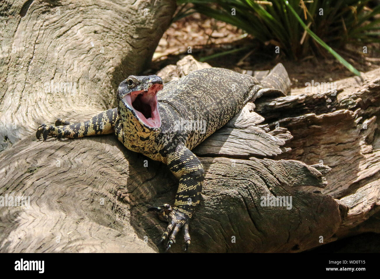 Monitor lizard mouth hi-res stock photography and images - Alamy