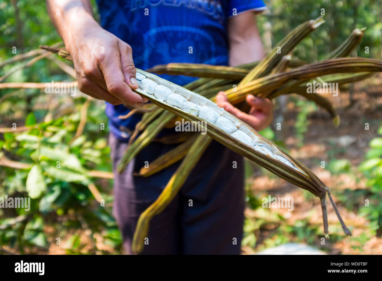 A Few Ice Cream Bean (Pacay Fruit) on Wood Terrace Stock Photo - Alamy