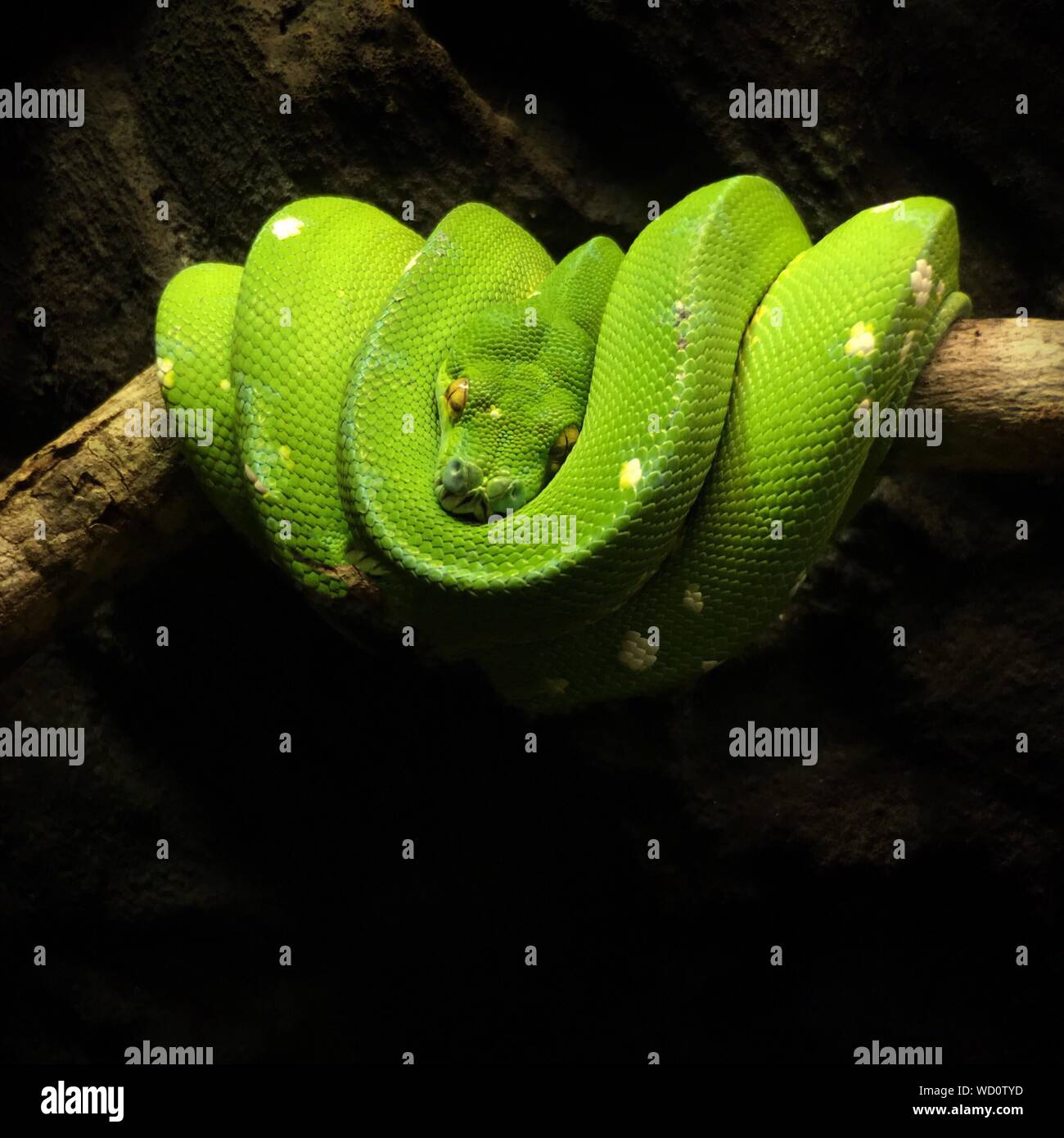Green tree python coiled hi-res stock photography and images - Alamy