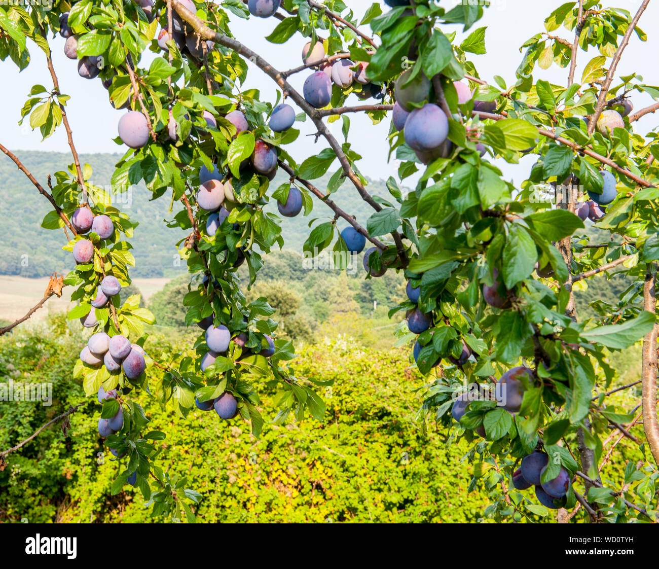 Damson tree no fruit hi-res stock photography and images - Alamy