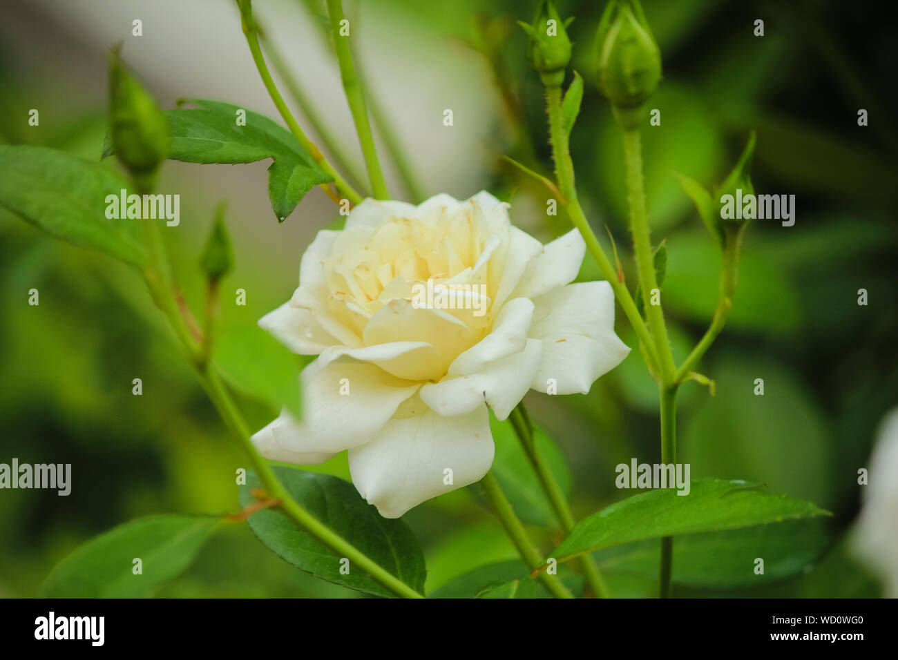 Rosa ‘Iceberg’ white Floribunda rose Stock Photo - Alamy