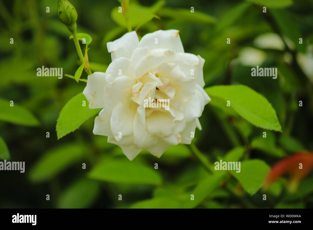 Rosa ‘Iceberg’ white Floribunda rose Stock Photo - Alamy