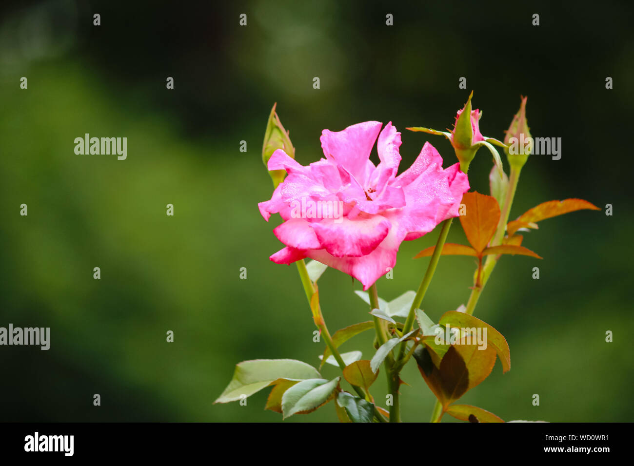 Handel Rose - Climbing Roses - Very Fragrant Stock Photo - Alamy
