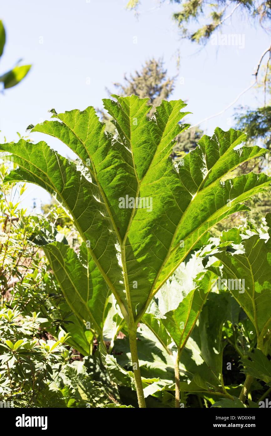Gunnera manicata also known as Brazilian Giant Rhubarb Stock Photo - Alamy