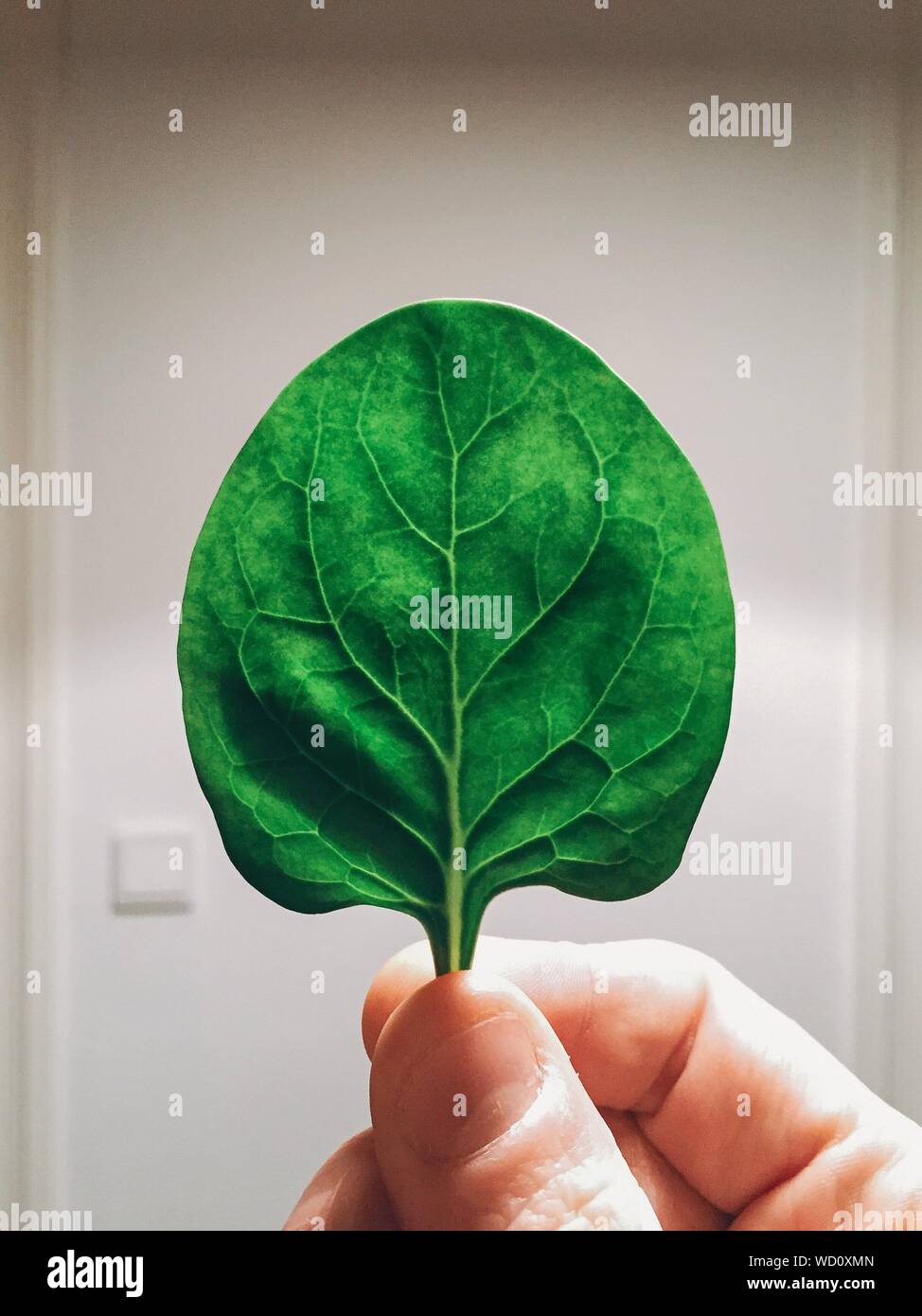 Human leaf hi-res stock photography and images - Alamy