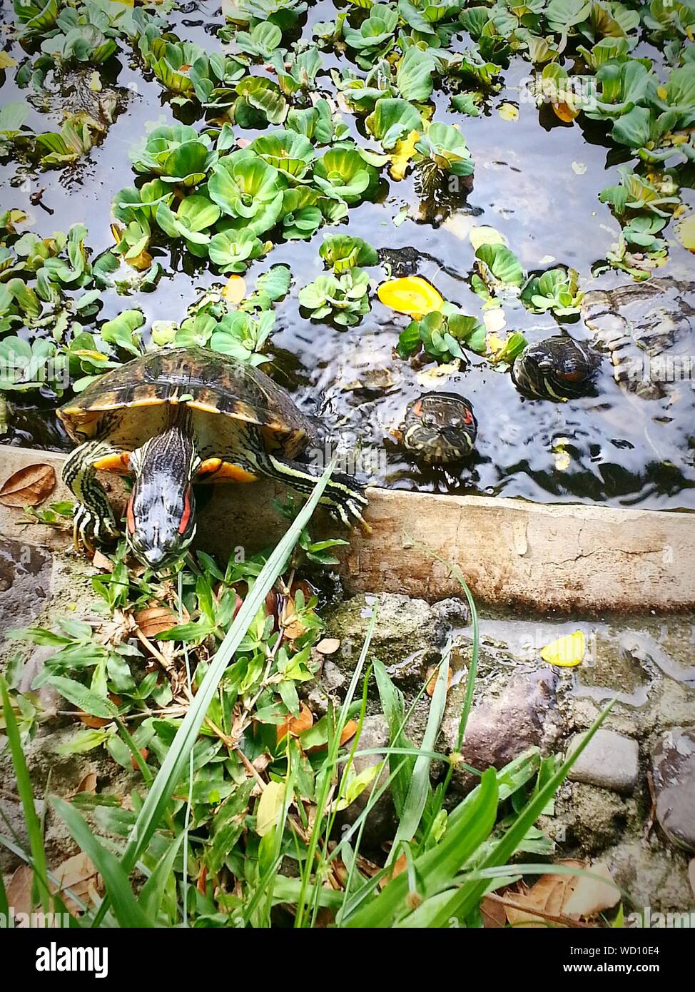 Climbing turtle hi-res stock photography and images - Alamy