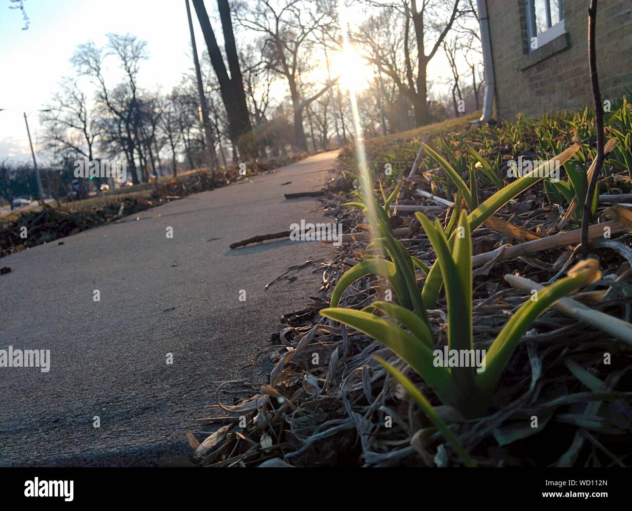 Pavement plants hi-res stock photography and images - Alamy