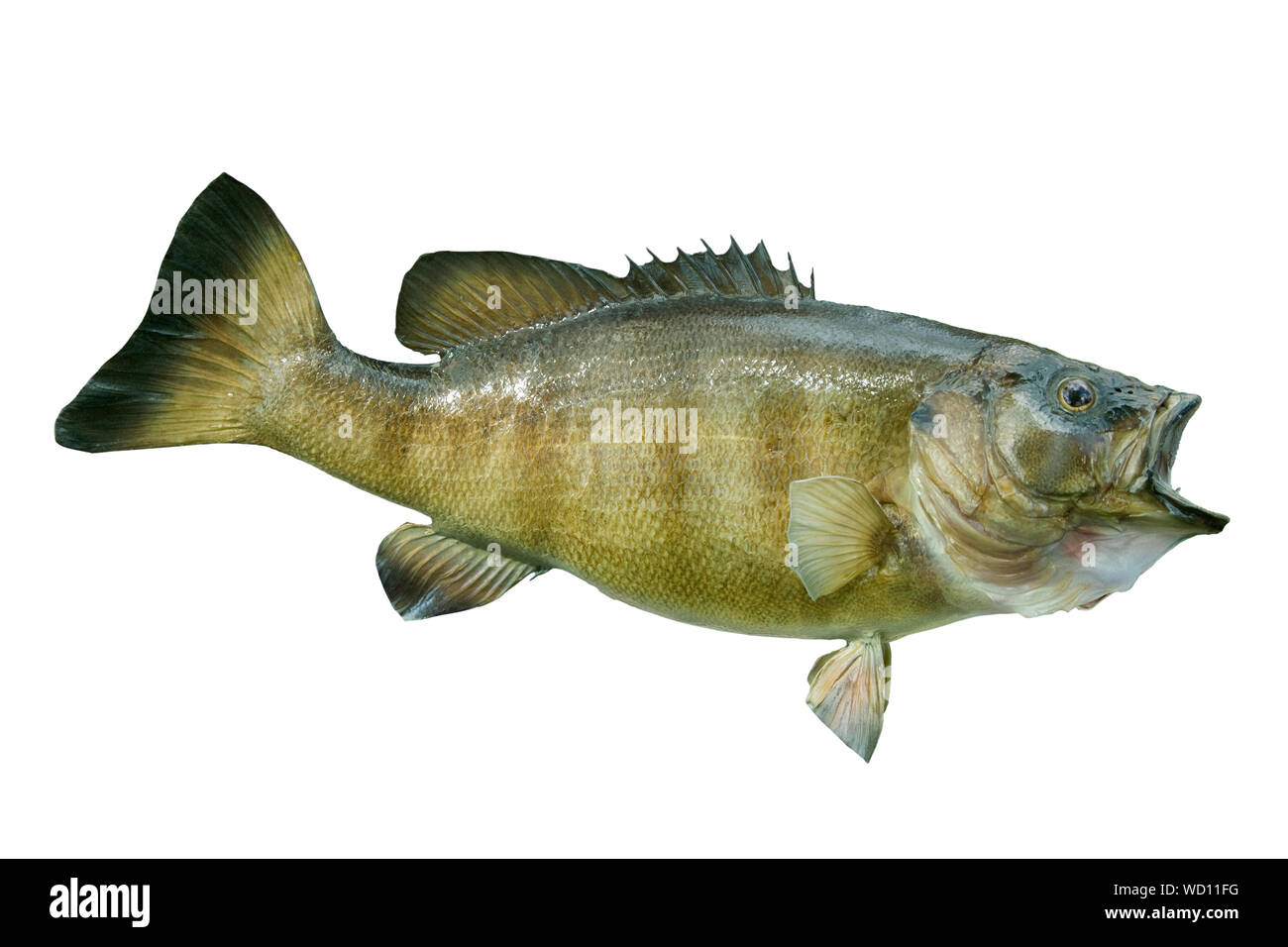 Smallmouth bass fish Cut Out Stock Images & Pictures - Alamy