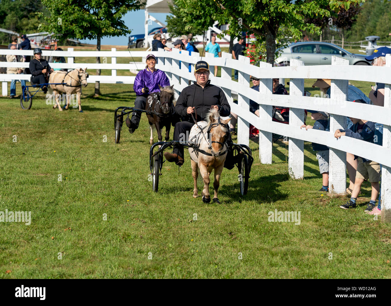 Miniature horse cart hi-res stock photography and images - Alamy