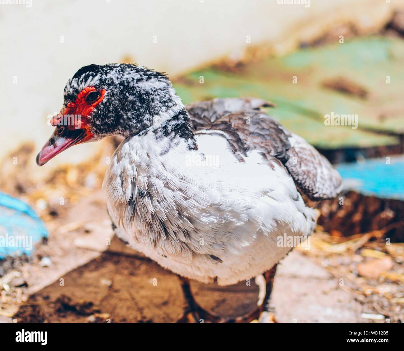 Side looking bird hi-res stock photography and images - Alamy