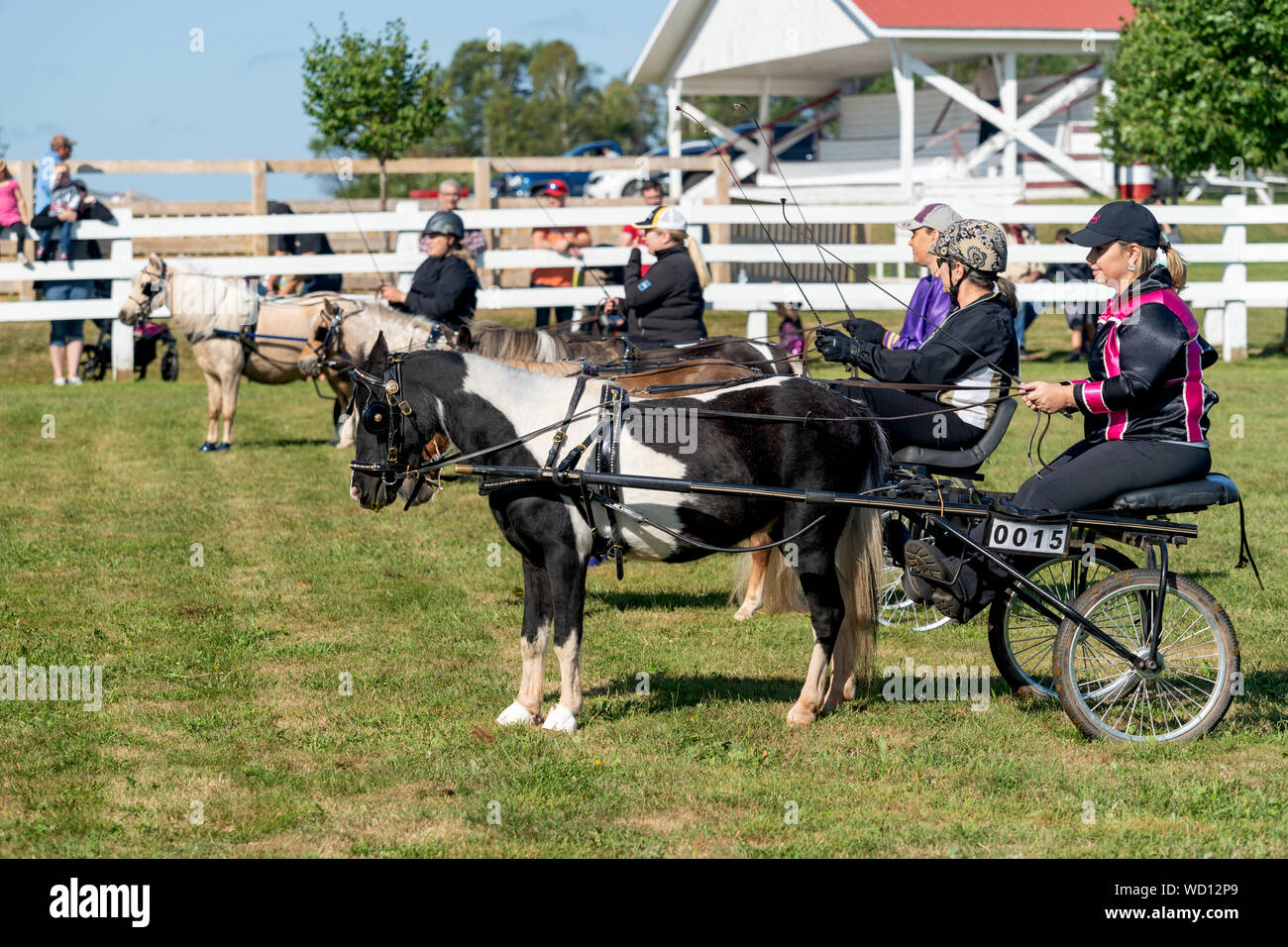 Miniature horse cart hi-res stock photography and images - Alamy