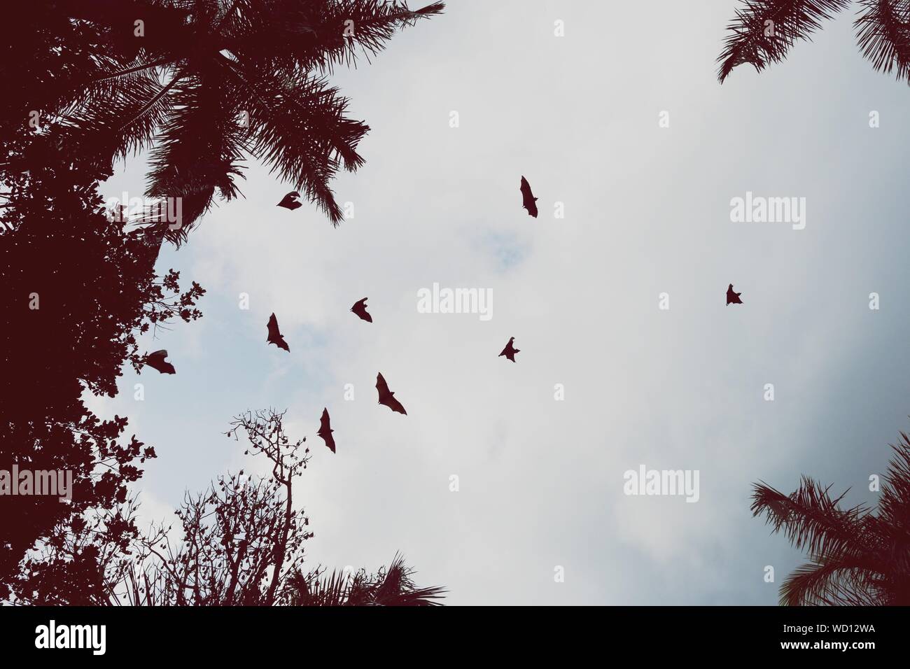 Bats Flying High Resolution Stock Photography and Images - Alamy