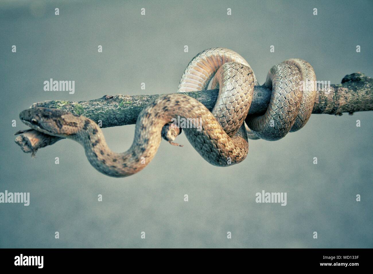 Snake coiled hi-res stock photography and images - Alamy