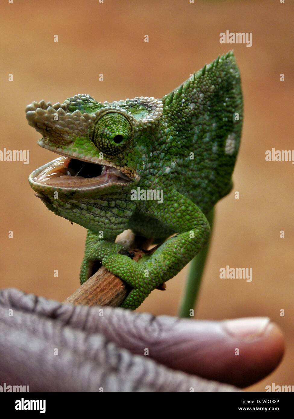 Real chameleon hi-res stock photography and images - Alamy