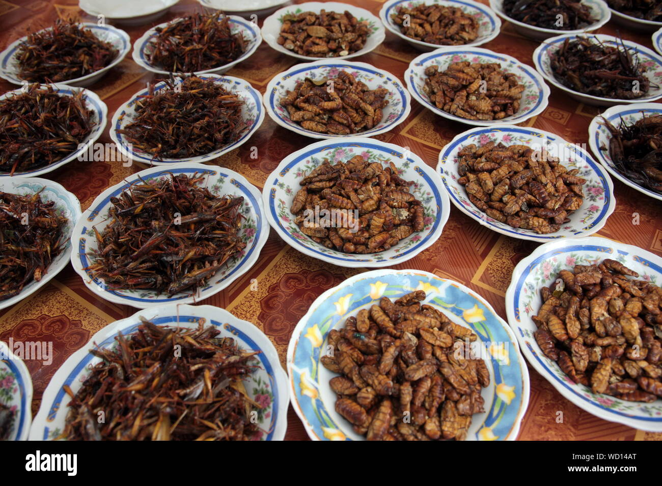 Cockroaches Food High Resolution Stock Photography and Images - Alamy