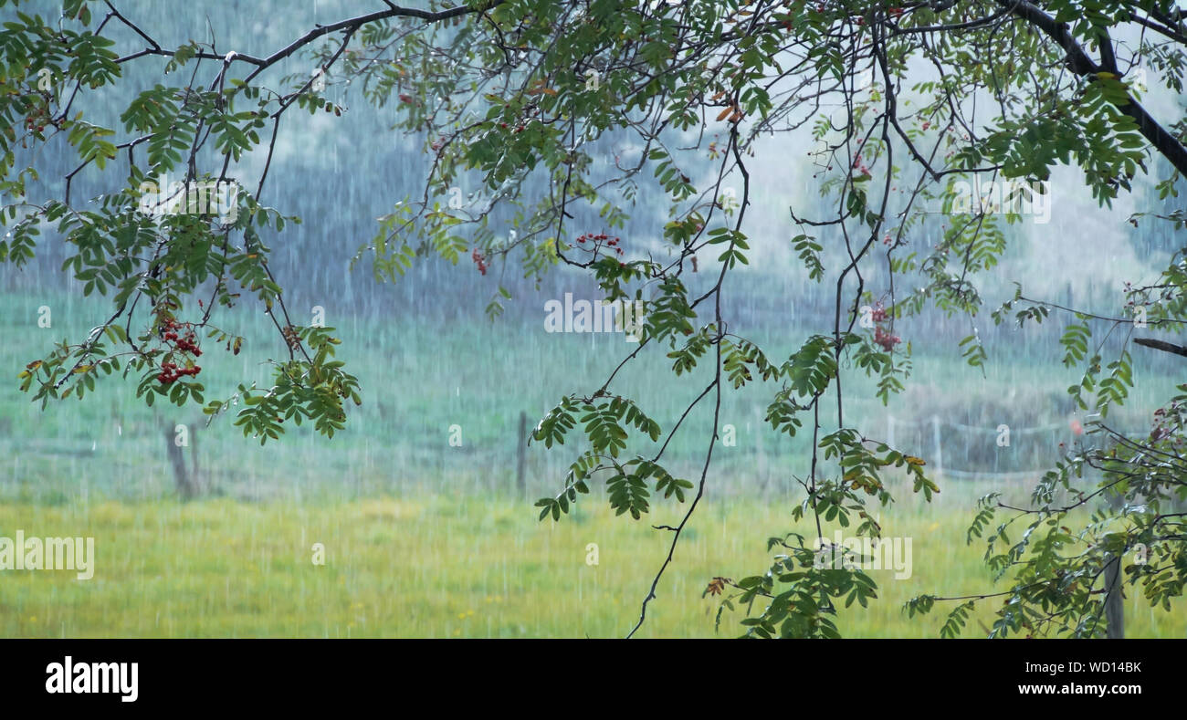 Rainfall Stock Photos & Rainfall Stock Images - Alamy