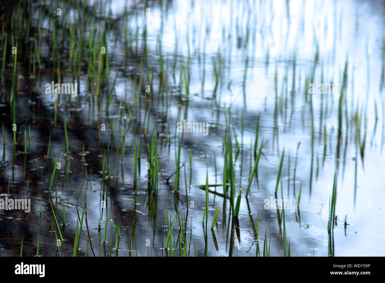 Grasses at pond hi-res stock photography and images - Alamy
