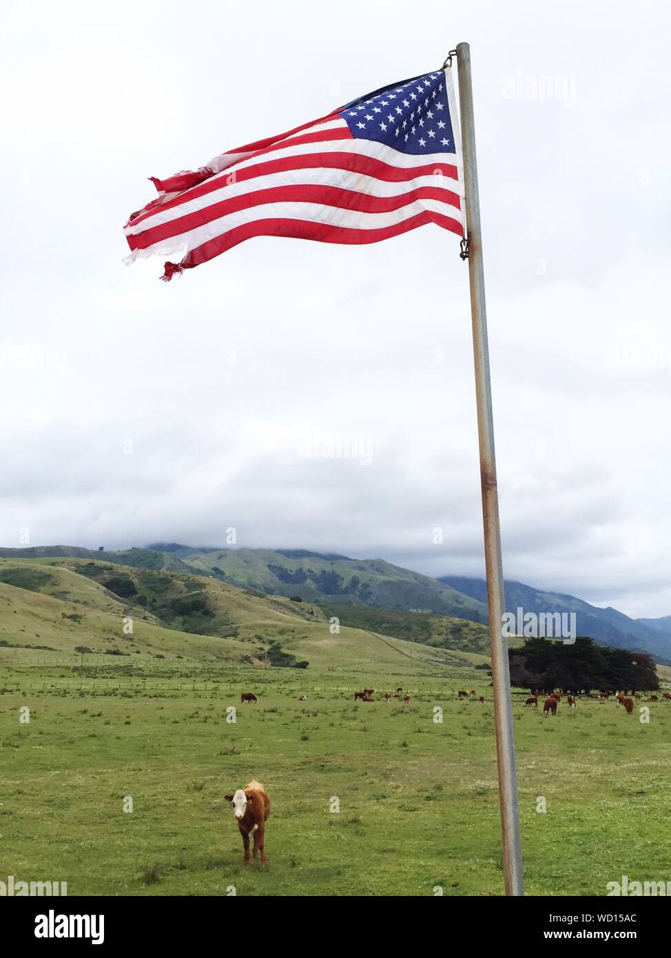 Flag hoisting pole hi-res stock photography and images - Alamy