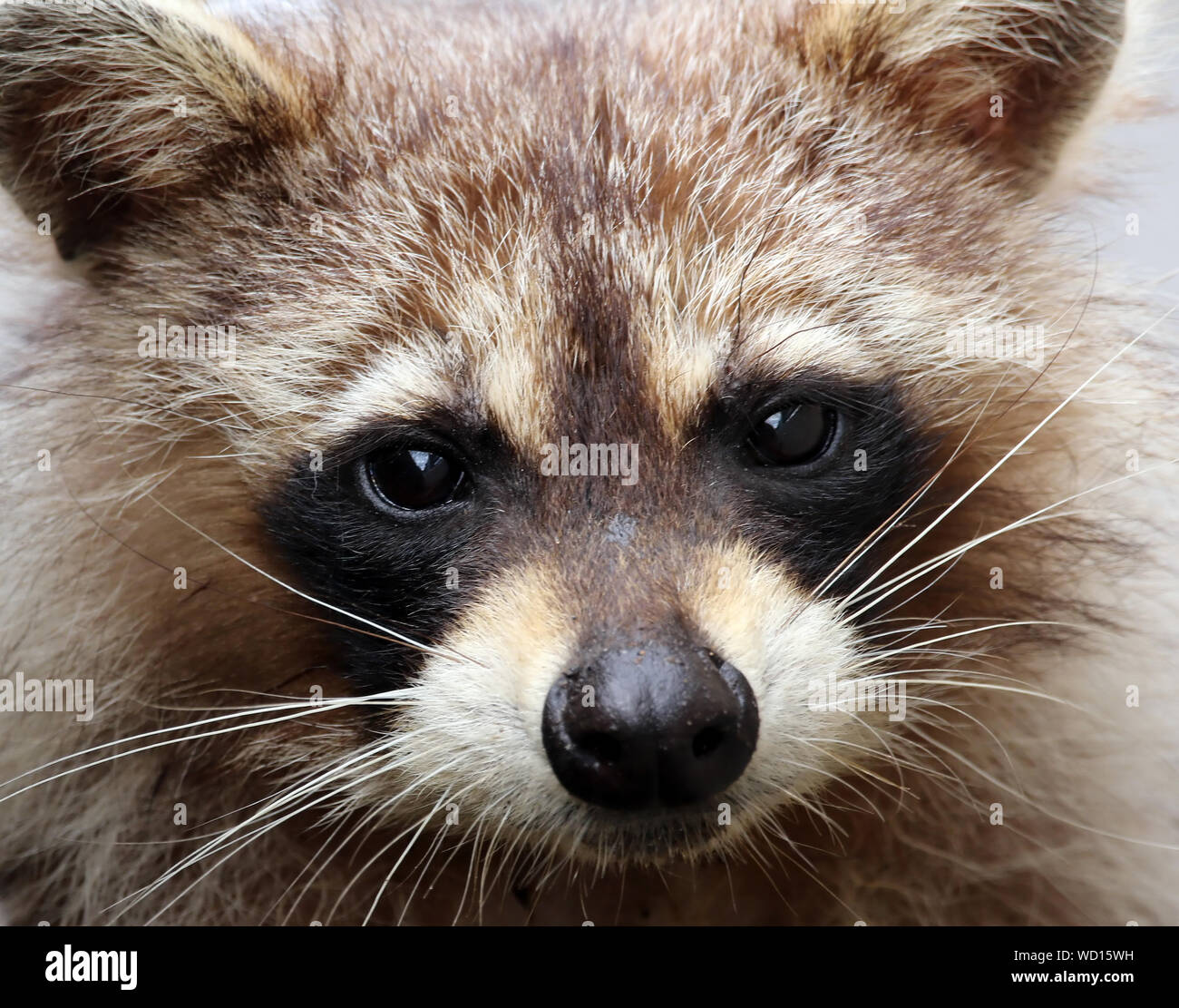 Raccoon snout hi-res stock photography and images - Alamy