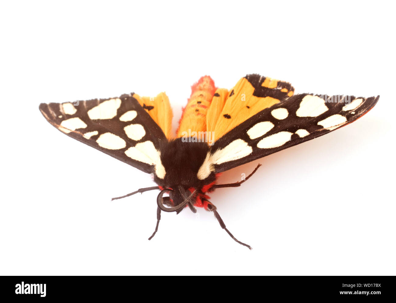 Moth wing markings hi-res stock photography and images - Alamy