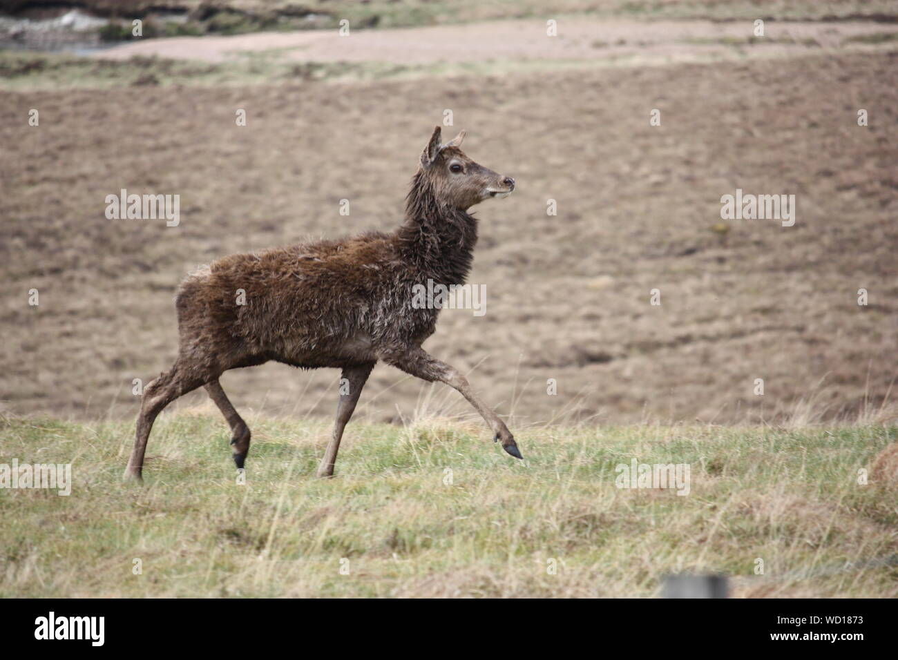 Animal in the wild hi-res stock photography and images - Alamy