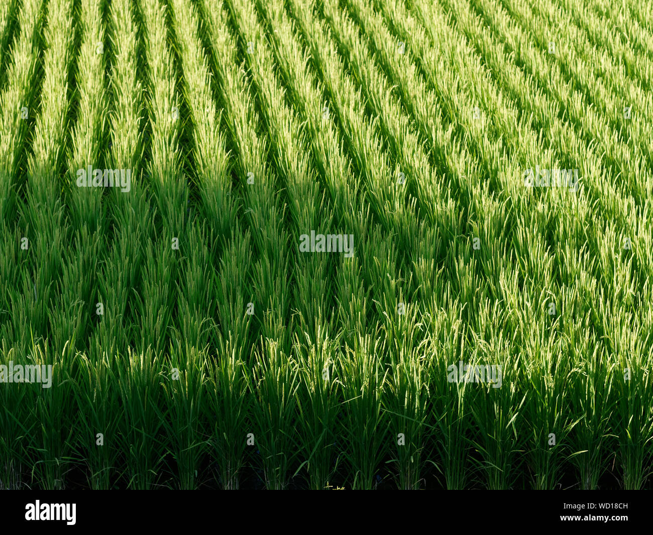 Green rice field in Japan Stock Photo - Alamy