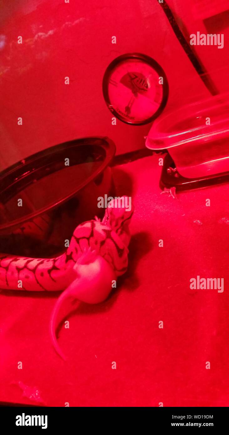 Snake eating rat hi-res stock photography and images - Alamy