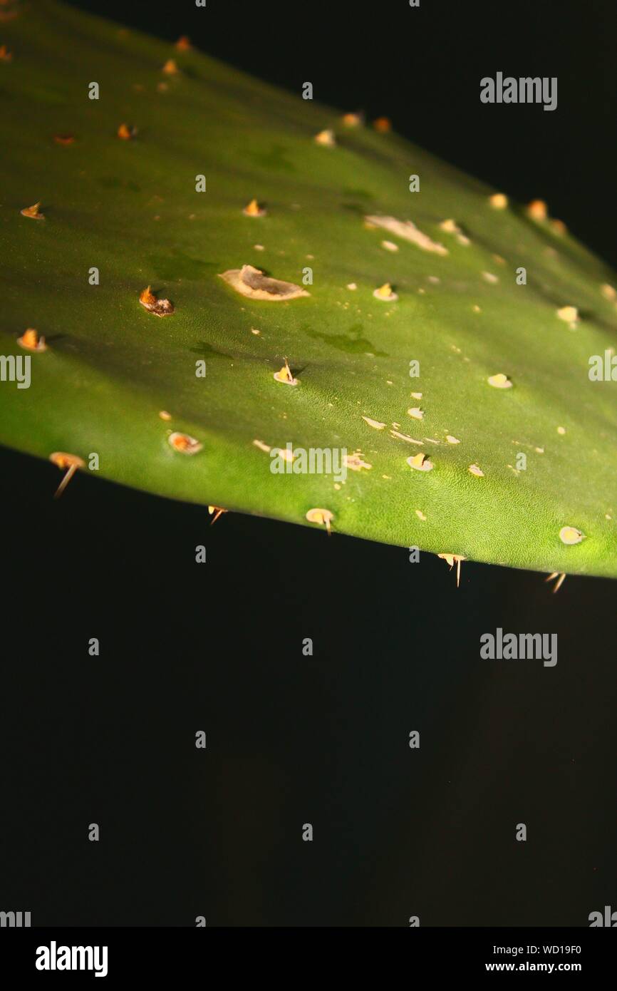 Damaged cactus hi-res stock photography and images - Alamy