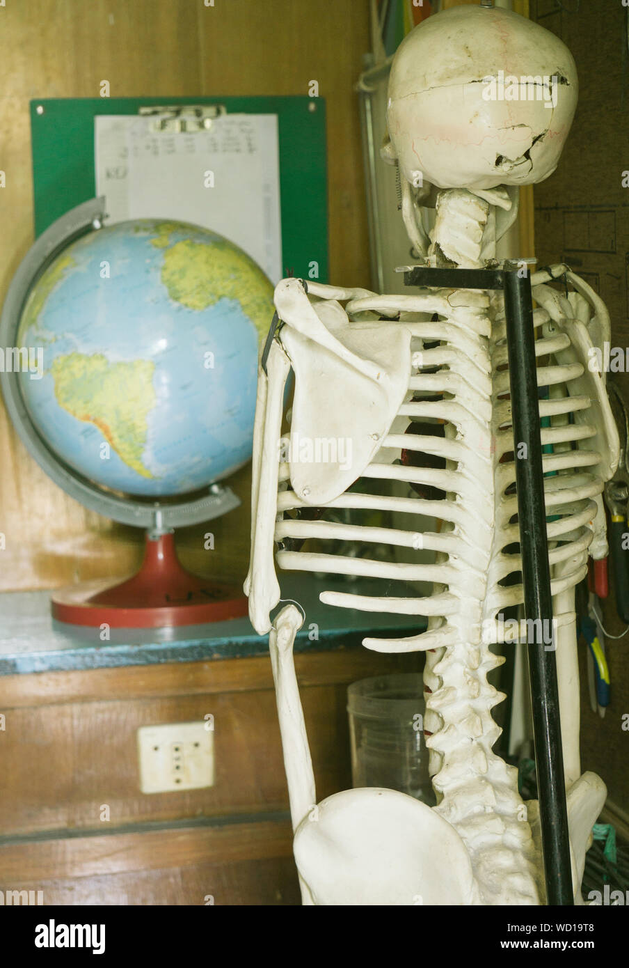 School skeleton hi-res stock photography and images - Alamy