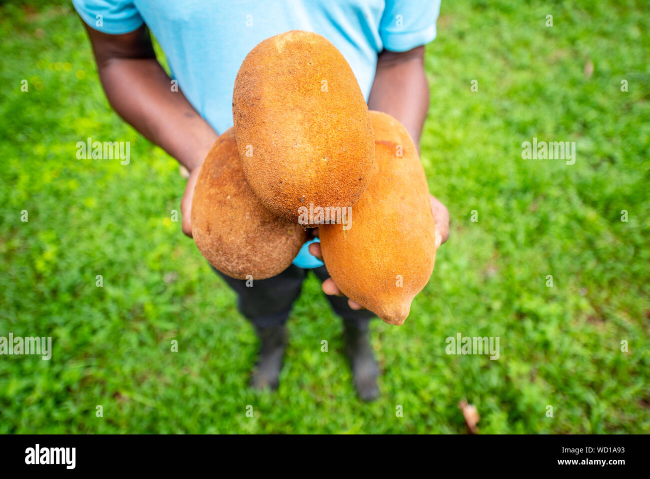 Cupuaçu fruit hi-res stock photography and images - Alamy