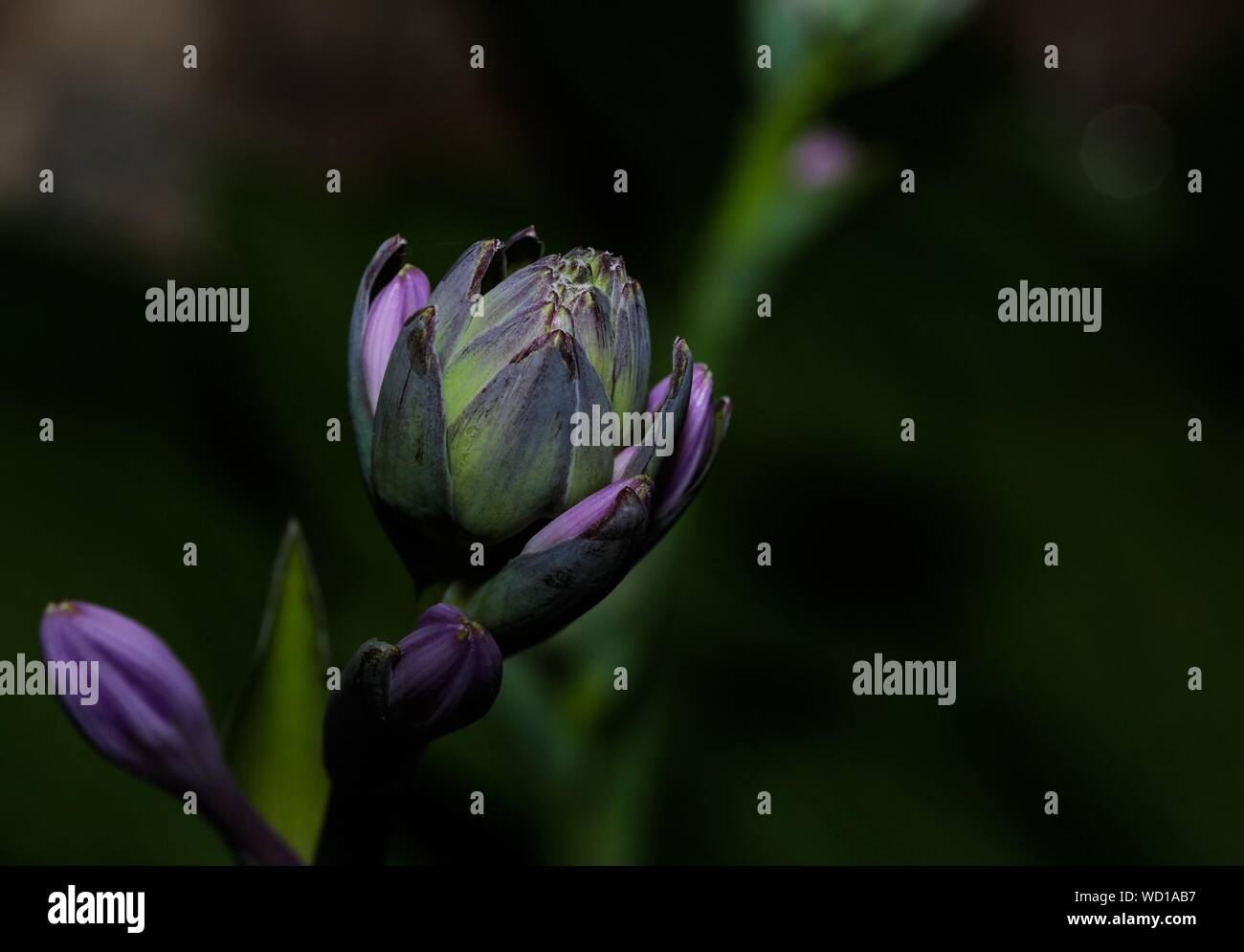 Purple Hosta High Resolution Stock Photography and Images - Alamy