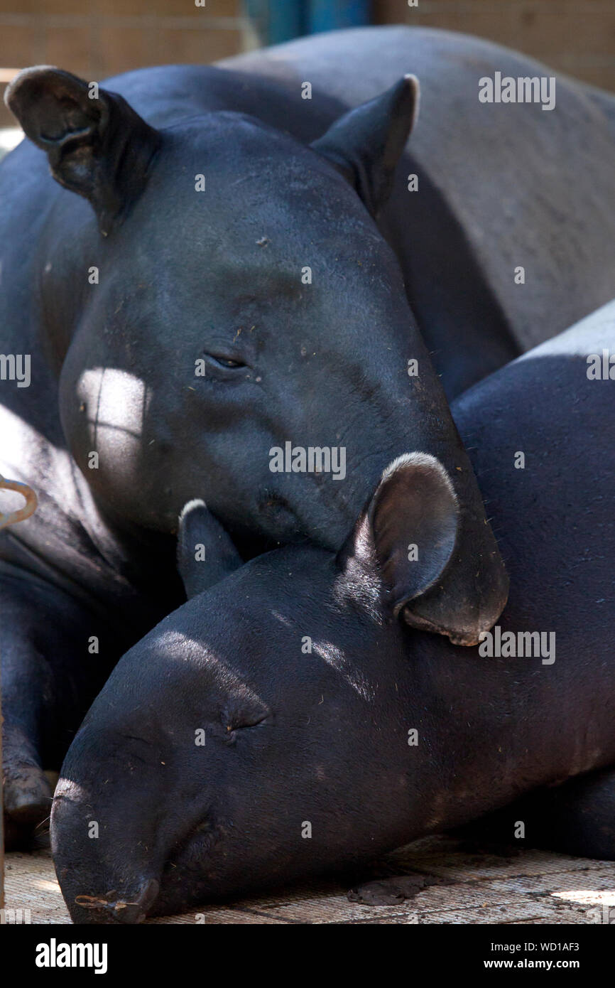 Tapir sleeping hi-res stock photography and images - Alamy