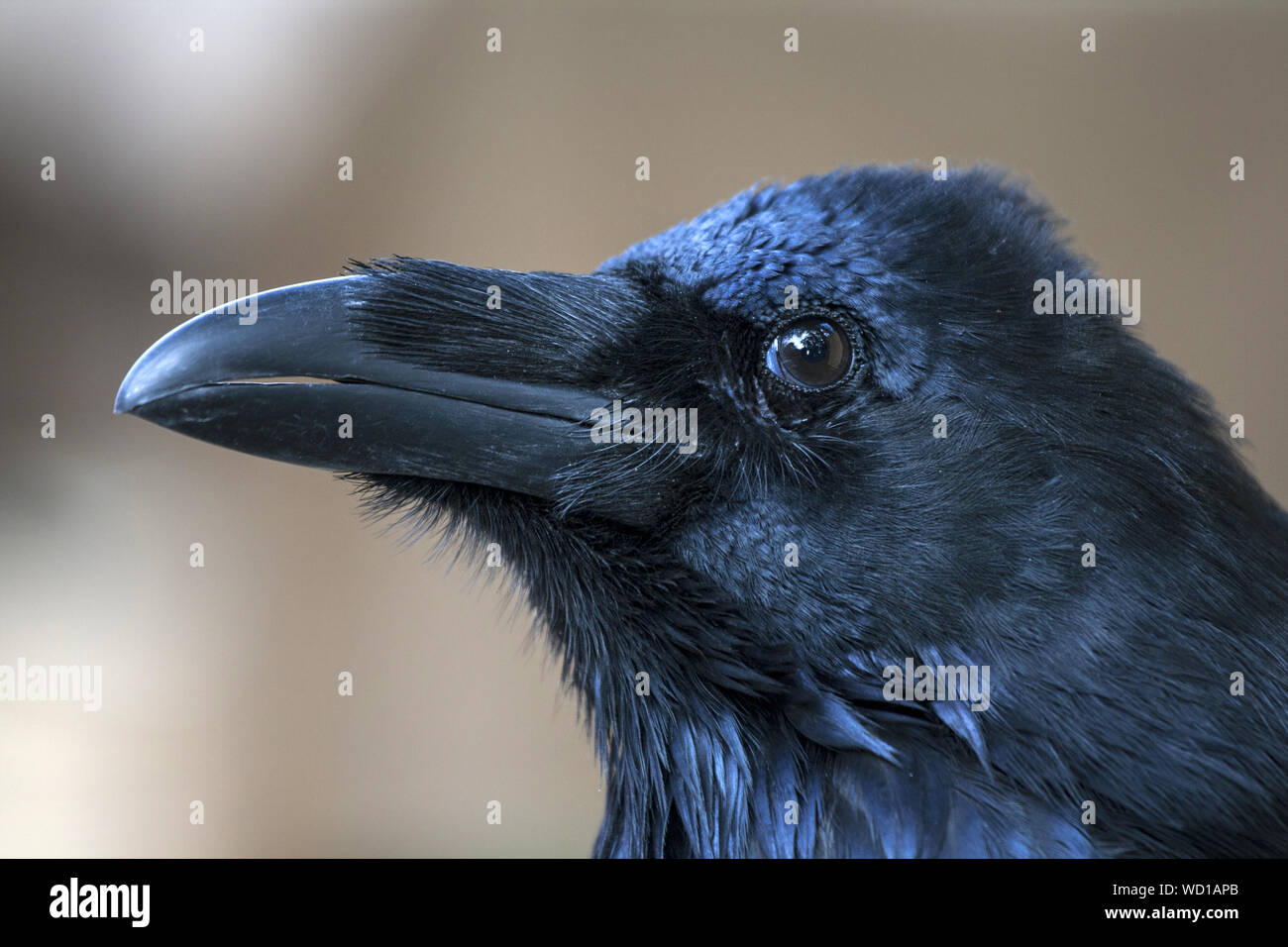 Raven looking hi-res stock photography and images - Alamy