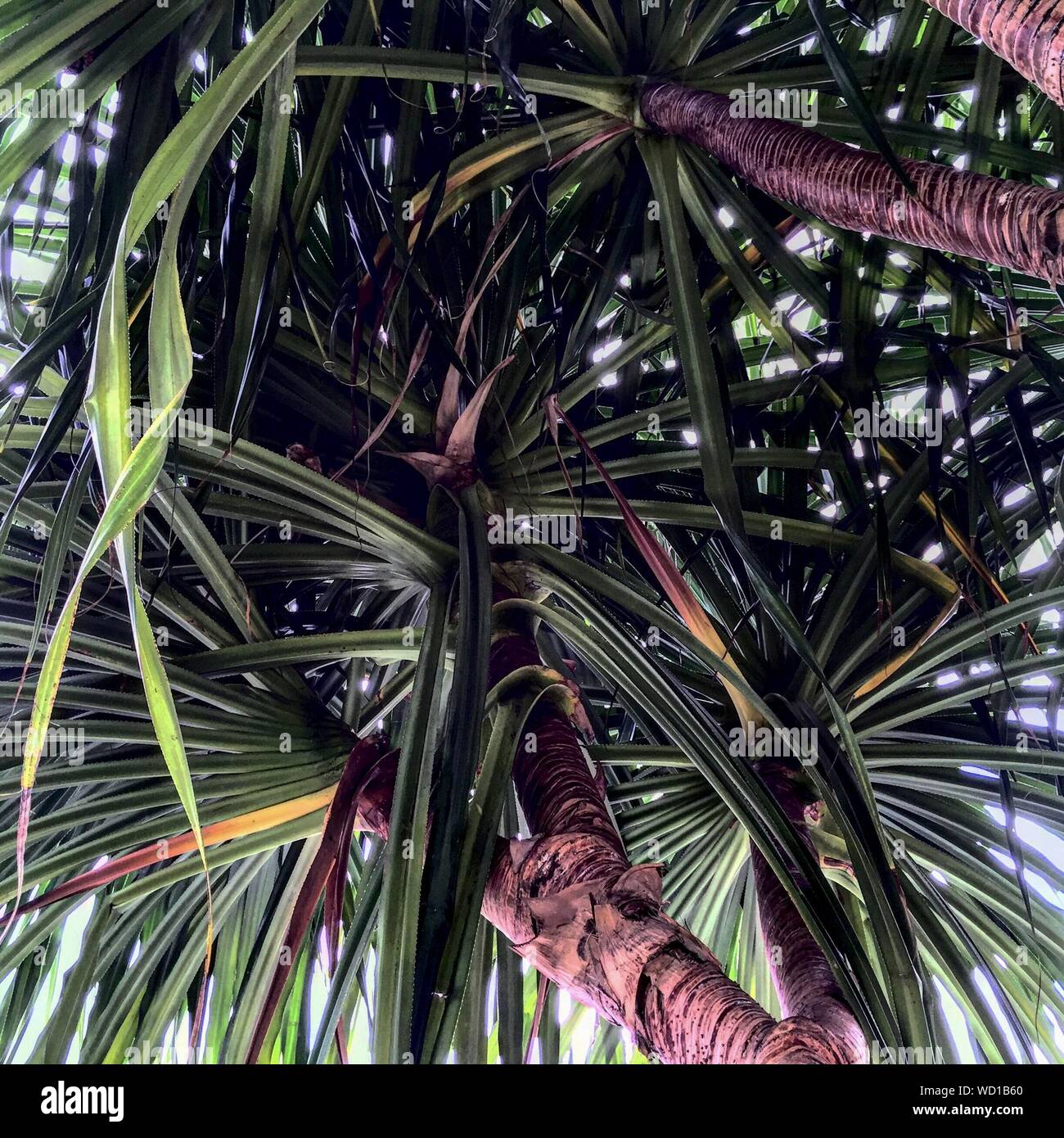 Screwpine leaf hi-res stock photography and images - Alamy