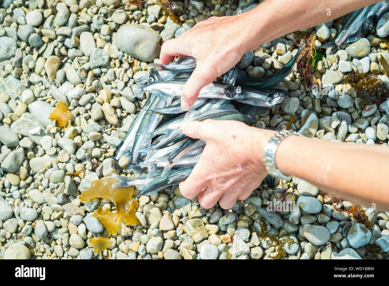 Capelin hi-res stock photography and images - Alamy