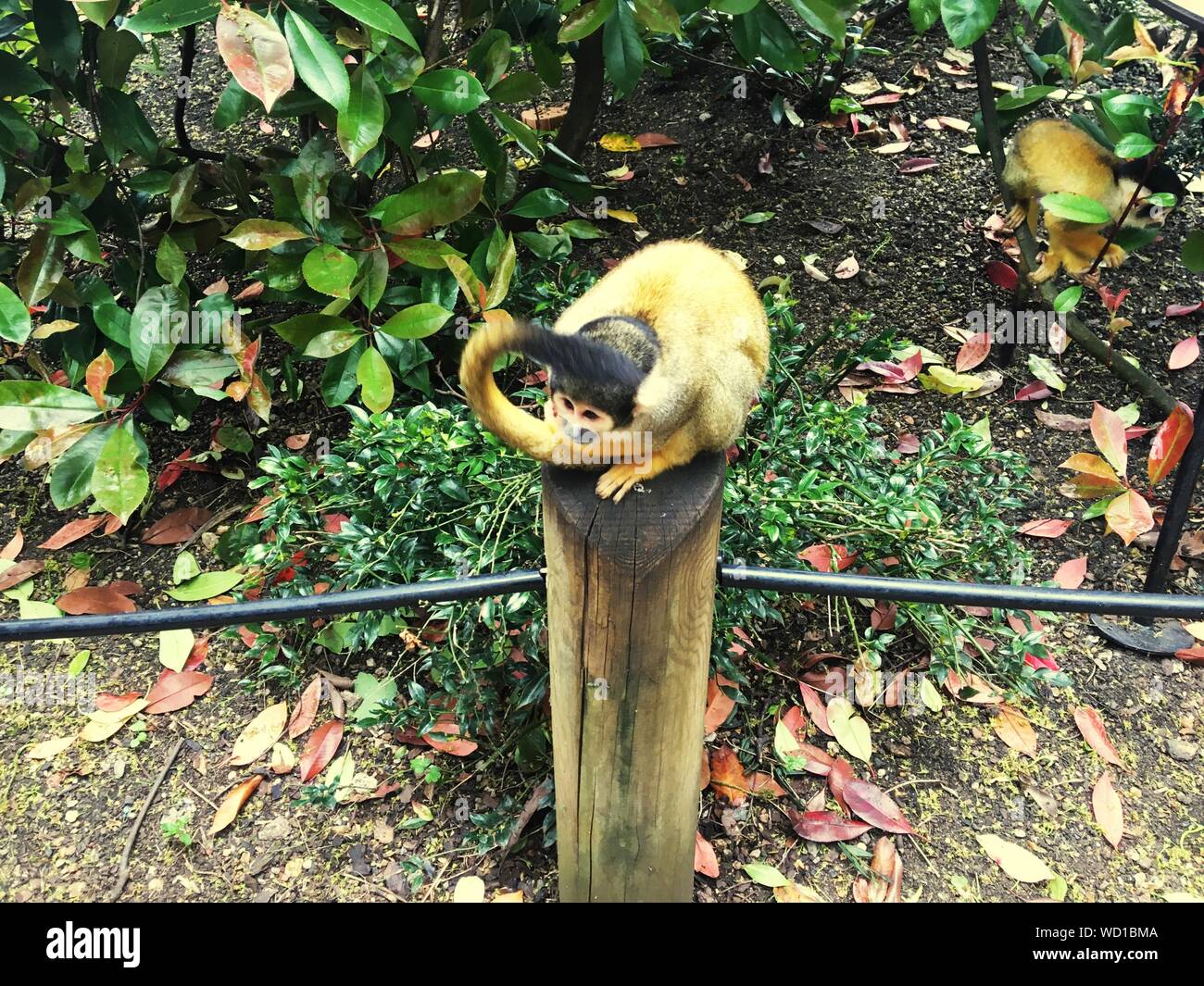 No one has wooden mammal with tree with nature hi-res stock photography ...