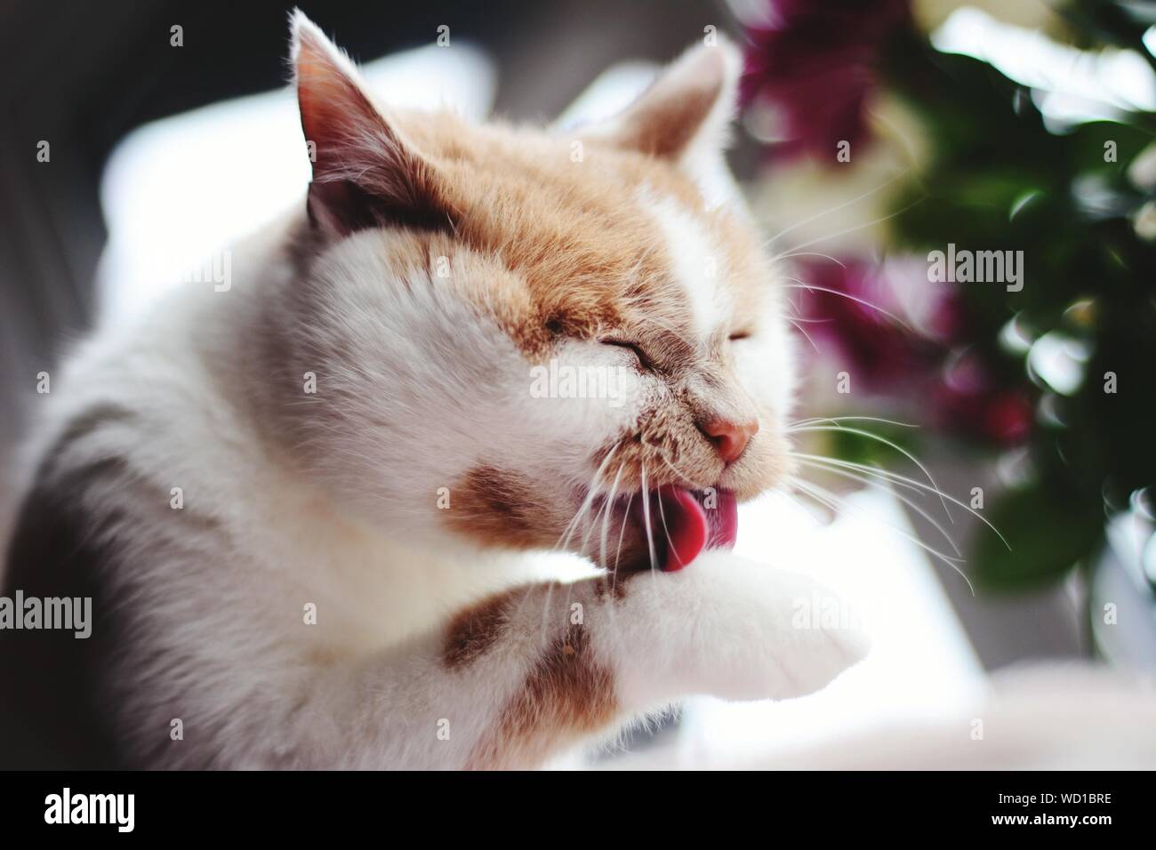 Licking leg hi-res stock photography and images - Alamy
