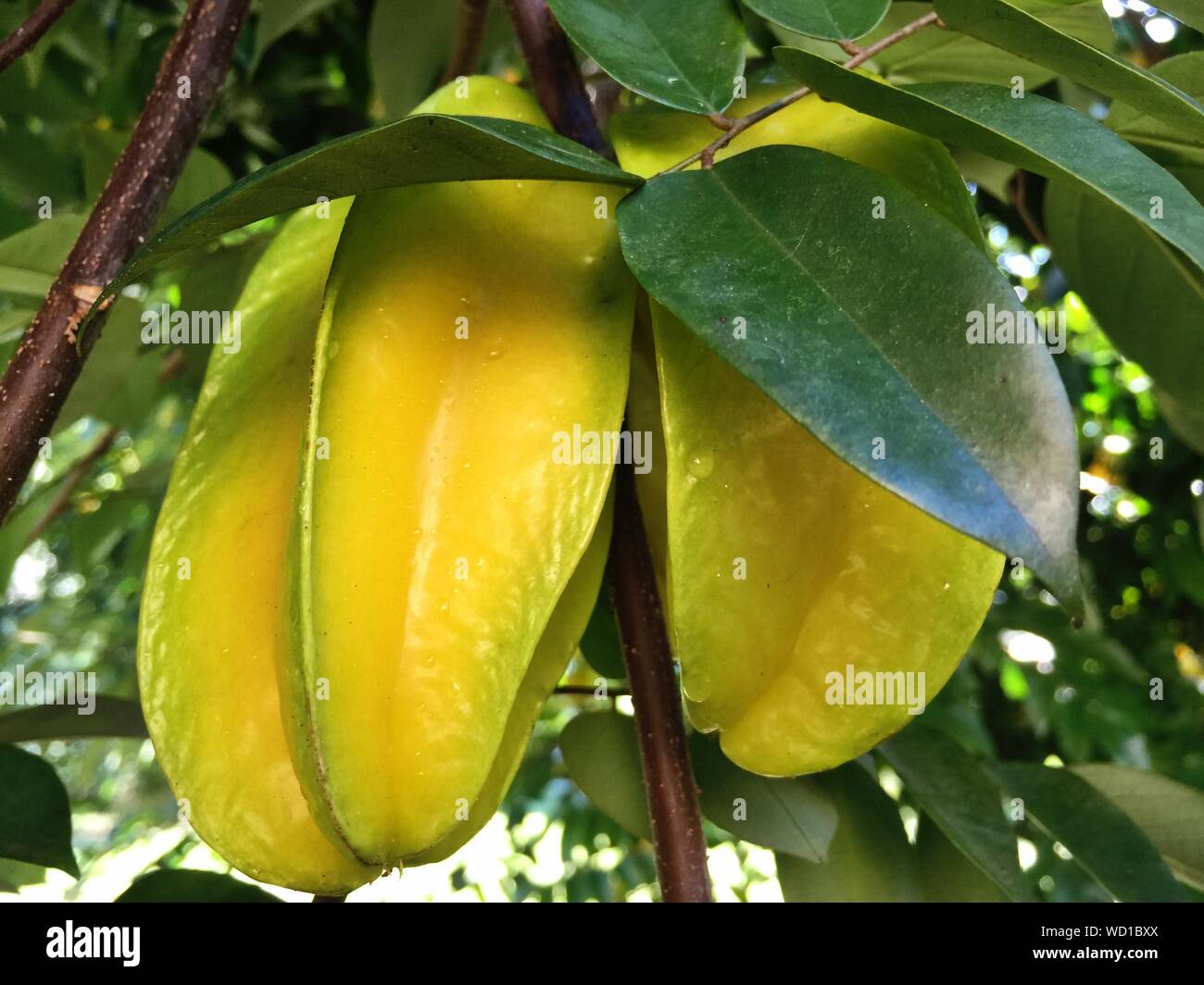 Starfruit growing hi-res stock photography and images - Alamy