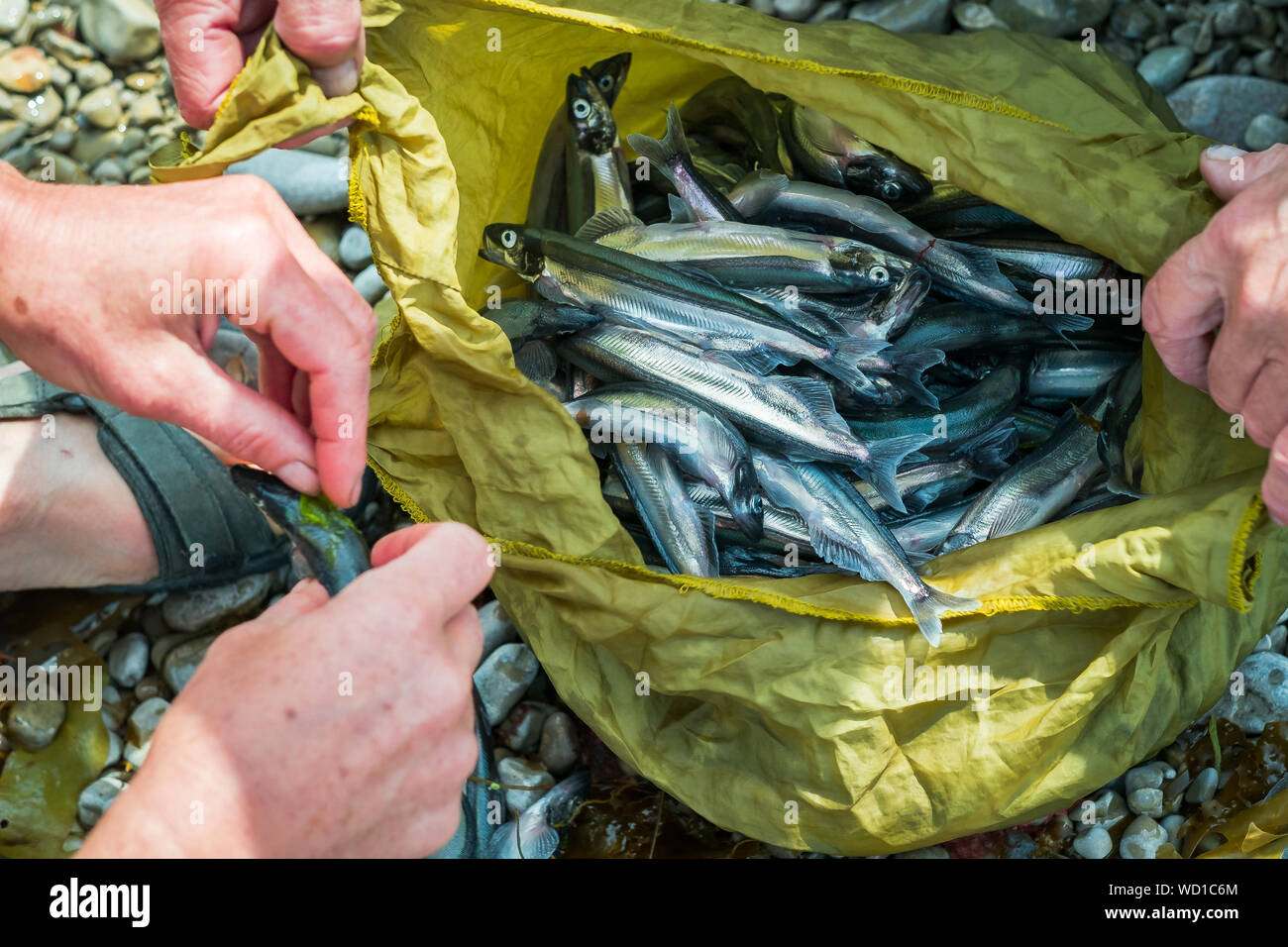 Mallotus Villosus Stock Photos & Mallotus Villosus Stock Images - Alamy