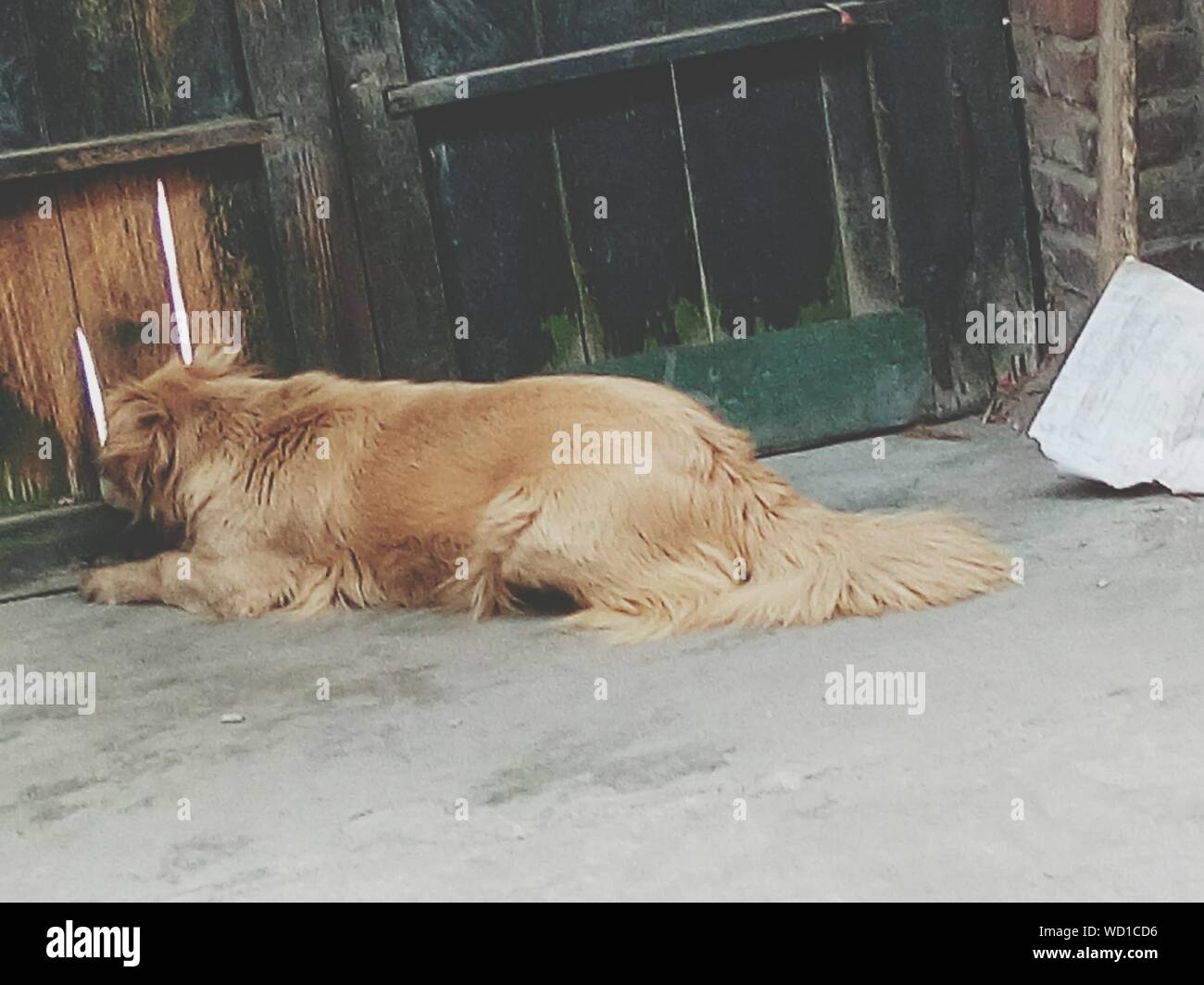 Broken dog hi-res stock photography and images - Alamy