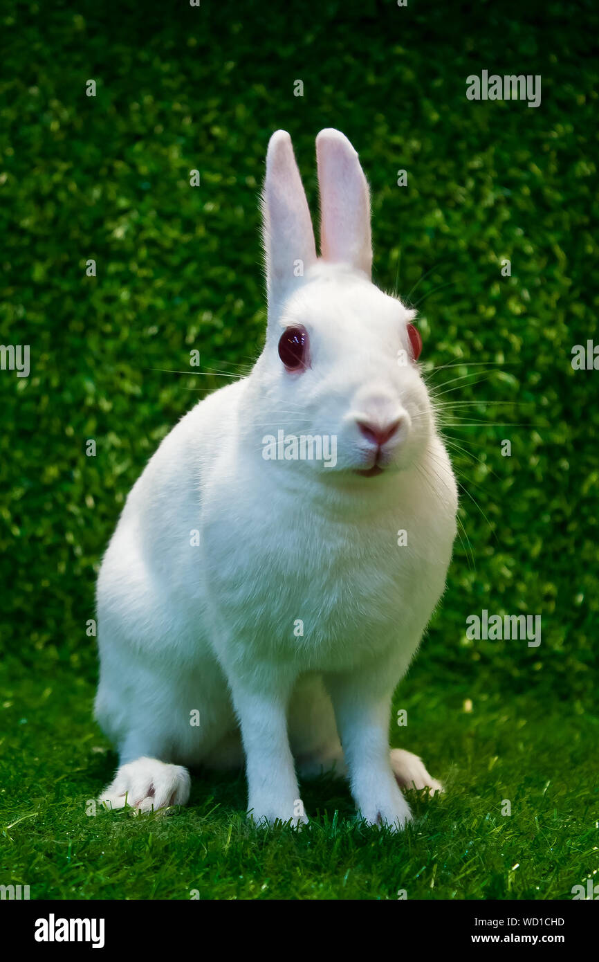 Petite animals hi-res stock photography and images - Alamy